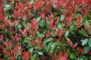 Photinia Red Robin Spalier 160 x 100cm - Graf Gartenwelt