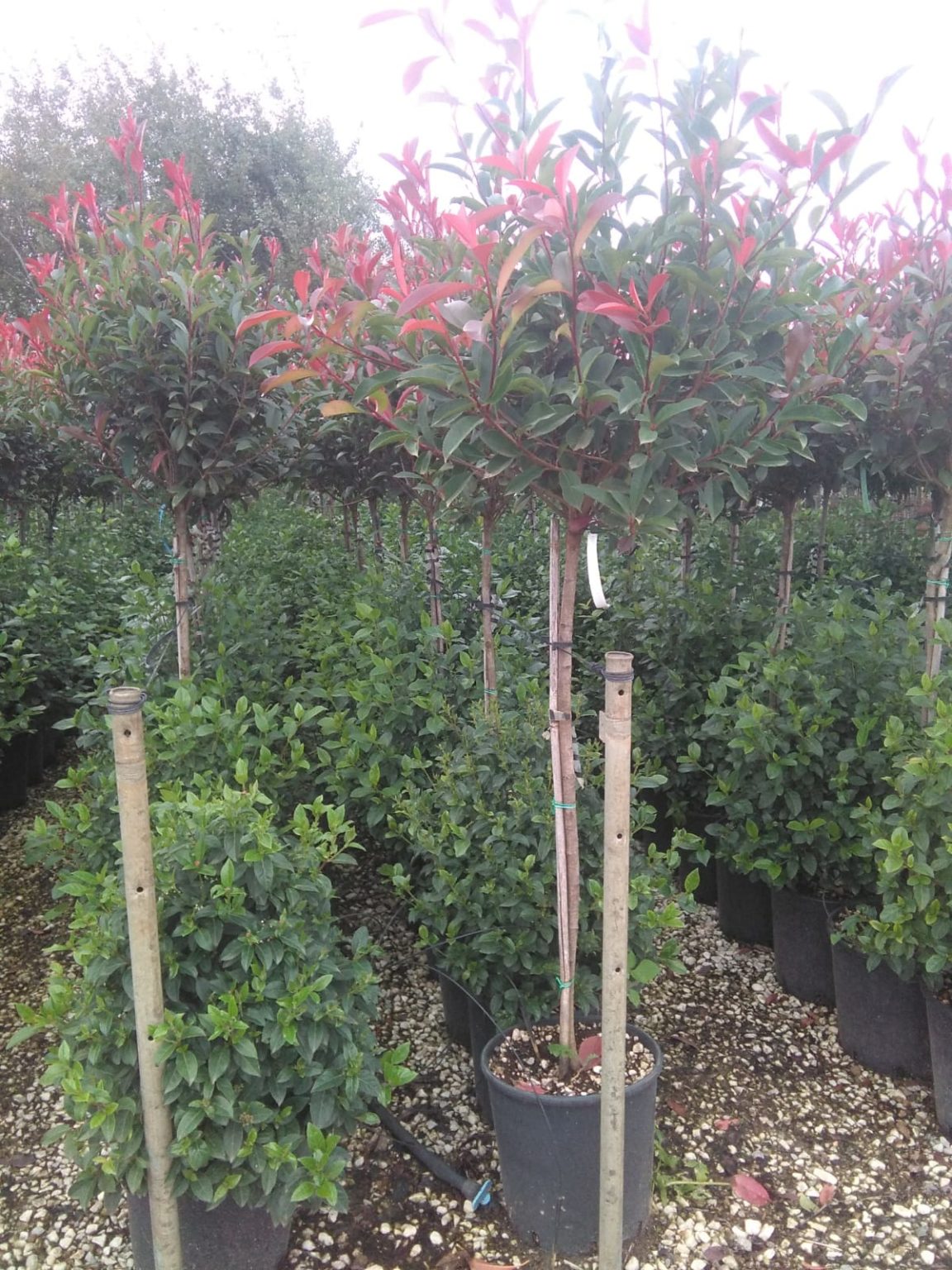 Photinia Red Robin Spalier 160 x 100cm - Graf Gartenwelt
