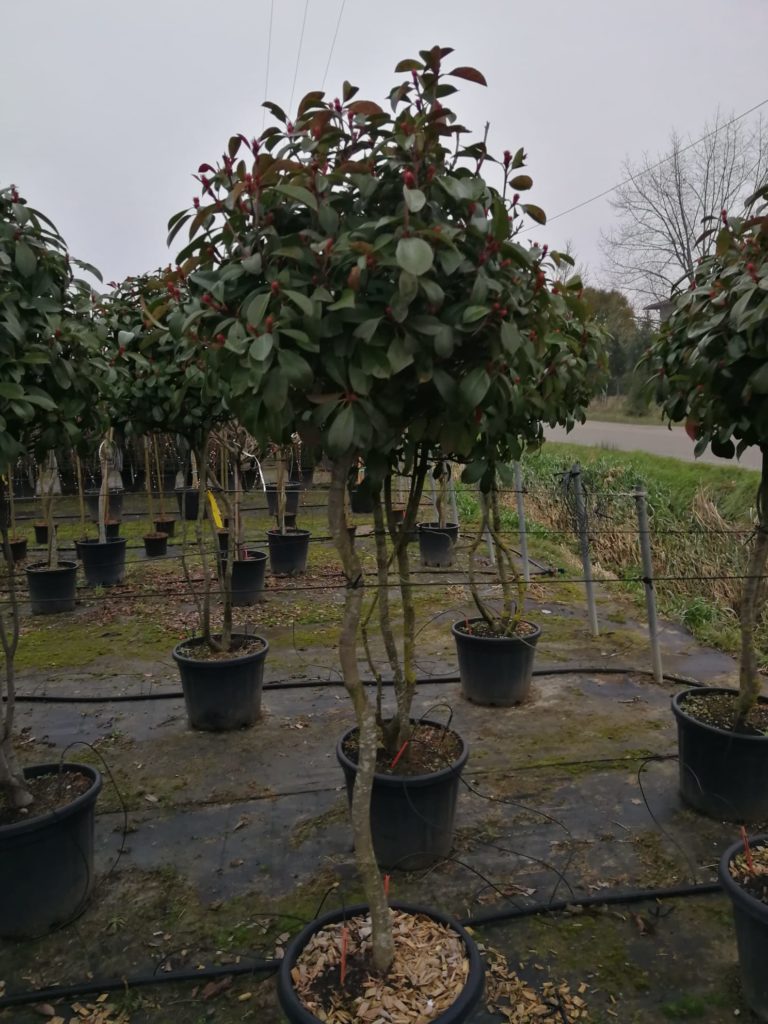 Photinia Red Robin Spalier 160 x 100cm - Graf Gartenwelt