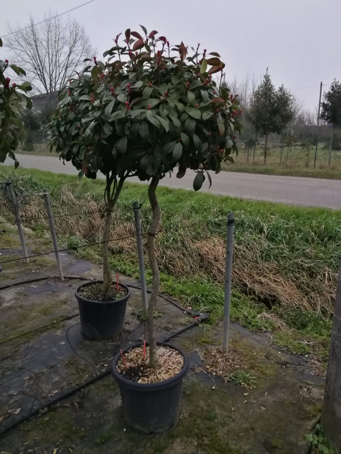 Photinia Red Robin Spalier 160 x 100cm - Graf Gartenwelt