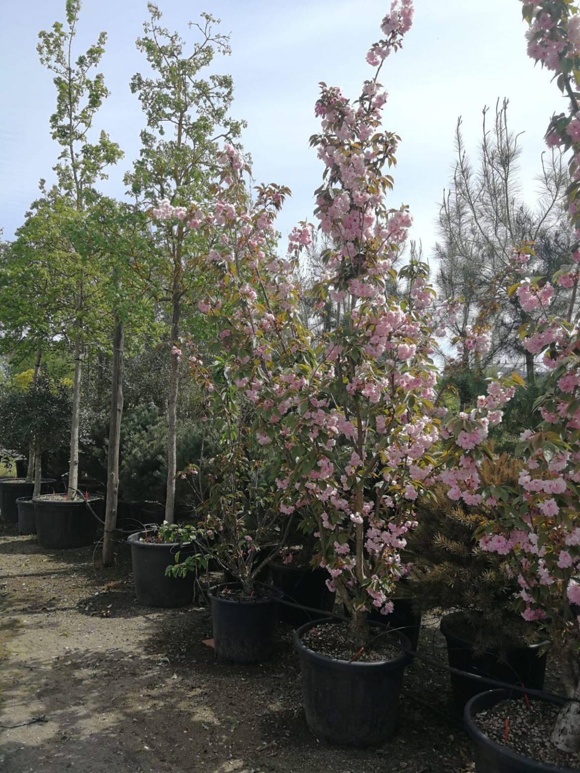 Photinia Red Robin Spalier 160 x 100cm - Graf Gartenwelt