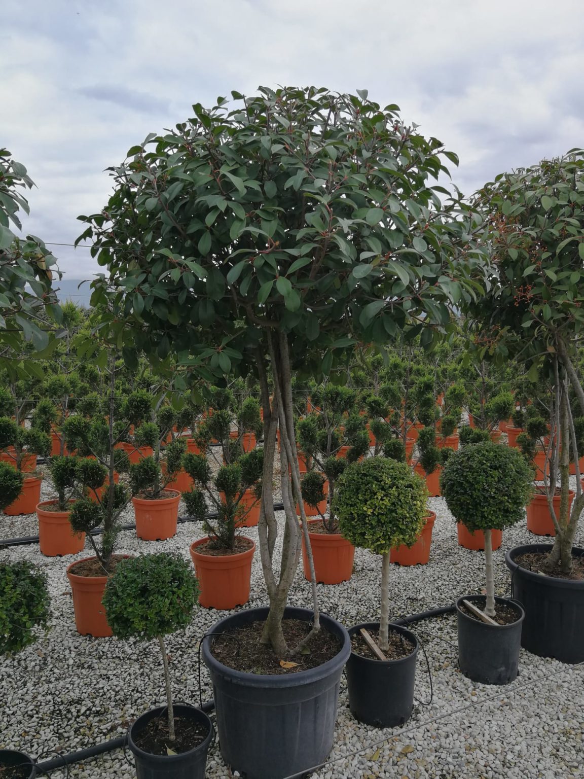 Photinia Red Robin Spalier 160 x 100cm - Graf Gartenwelt