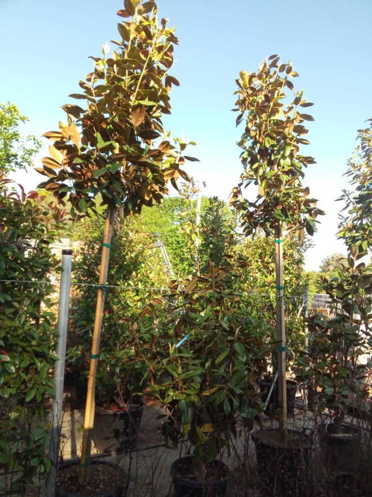 Photinia Red Robin Spalier 160 x 100cm - Graf Gartenwelt