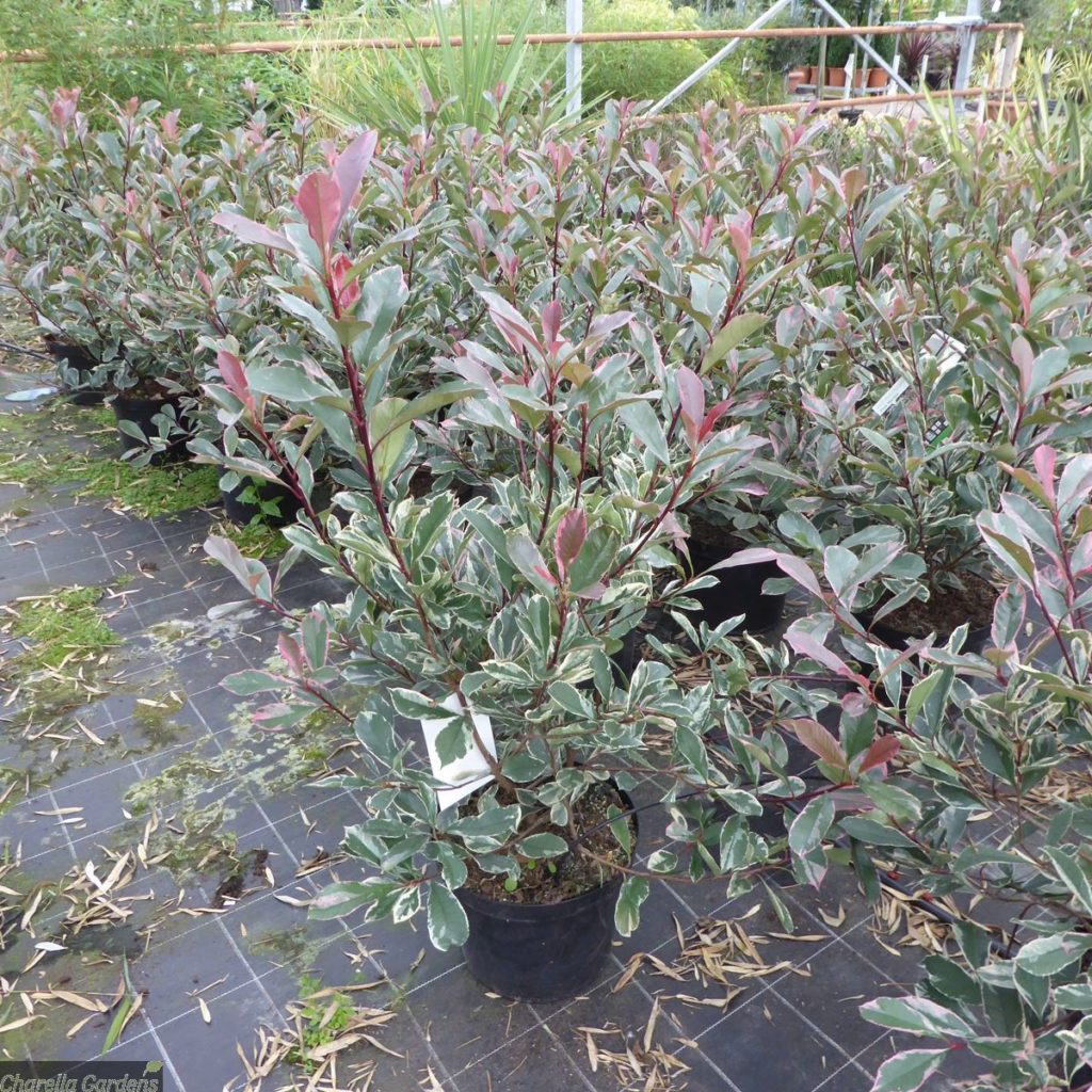 Photinia Red Robin Spalier 160 x 100cm - Graf Gartenwelt