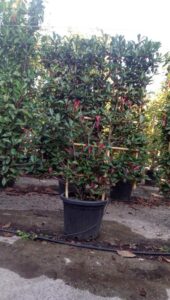 Photinia Red Robin Spalier 160 x 100cm - Graf Gartenwelt